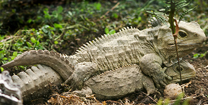 Climate Change: Will Tuatara Survive Global Warming: Tuatara from New ...