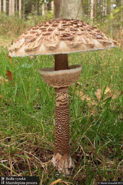Martin Hamadak - Fotogalerie: Bedla vysoká - Macrolepiota procera