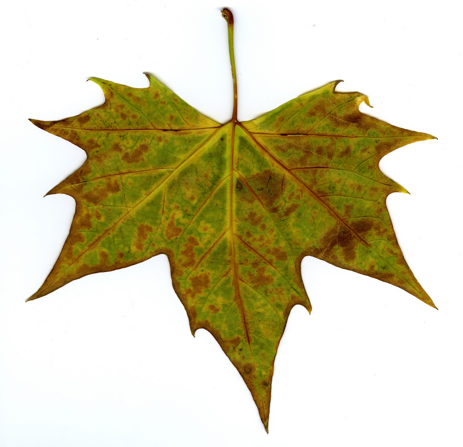 3D Modelling & Animation: Making a Leaf