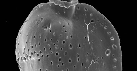 Variety of Life: Siphoninidae