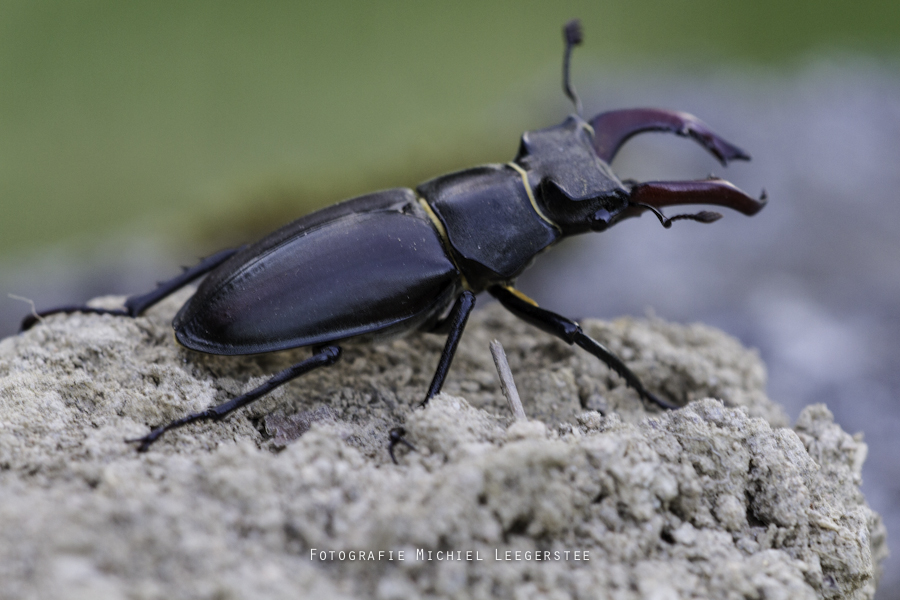 Belevingsfotografie: Vliegend Hert (Lucanus cervus)
