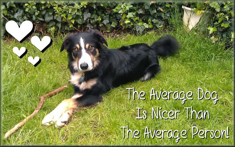 EVERYTHING you need to know about dogs: The average dog