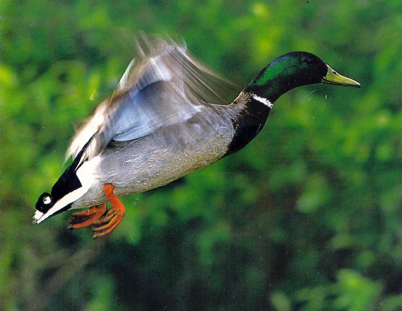 Mallard ~ Animals Images