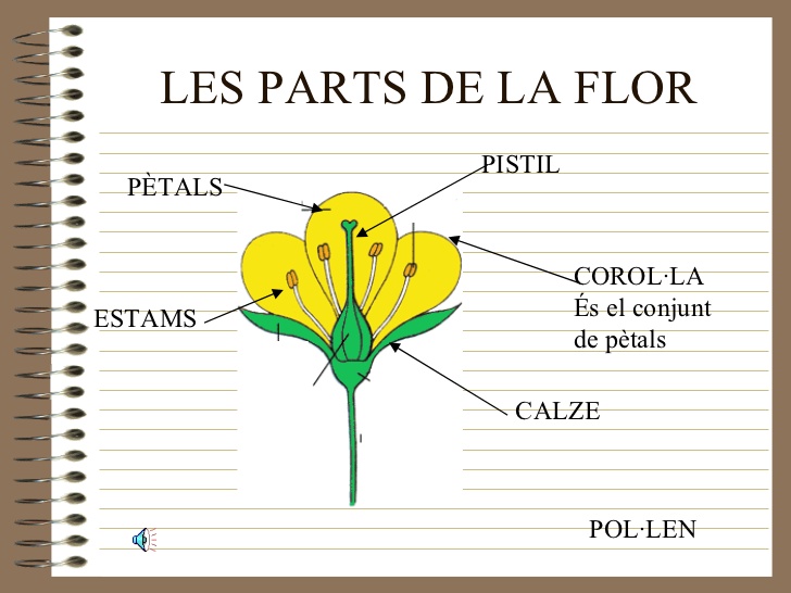 PARTS D'UNA FLOR