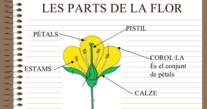 PARTS D'UNA FLOR