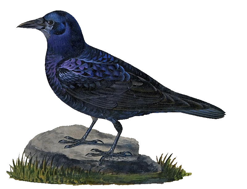 El blog de las fábulas: El grajo vano - Félix María Samaniego,