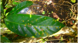 Karat Daun Kopi (Hemileia vastatrix) : Penyebab dan Pengendaliannya