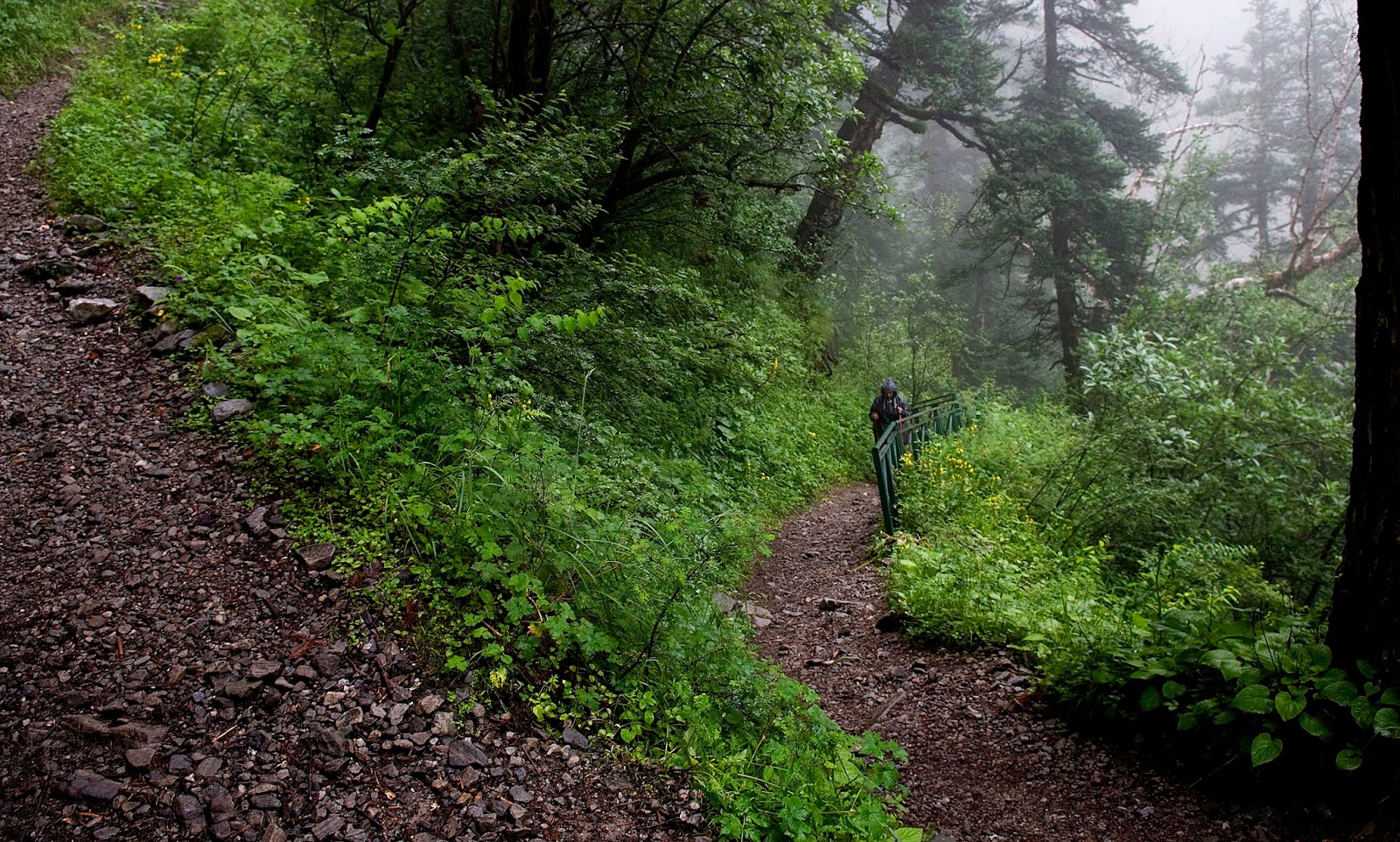 wildeagle: valley of flowers phoolonki ghati.... part 1