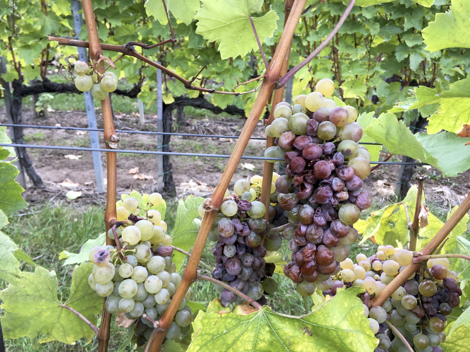 Tersina Wine Journal: The ugly duckling of grape