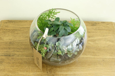 The Fern and Mossery: Lime Deposit in a Terrarium: a Tip from Chill ...