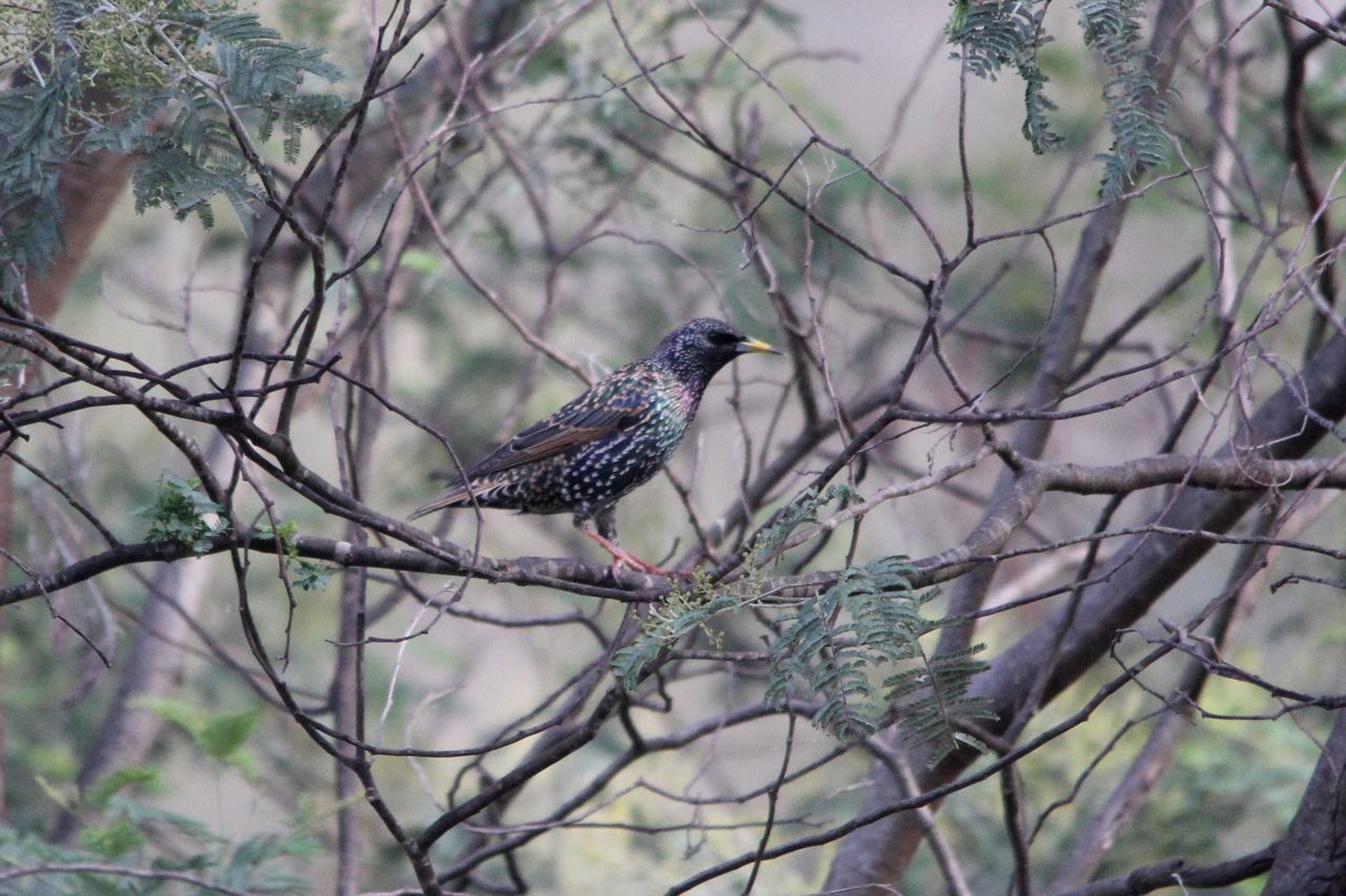 Pete's Flap Birding Aus: Roos & Rosellas