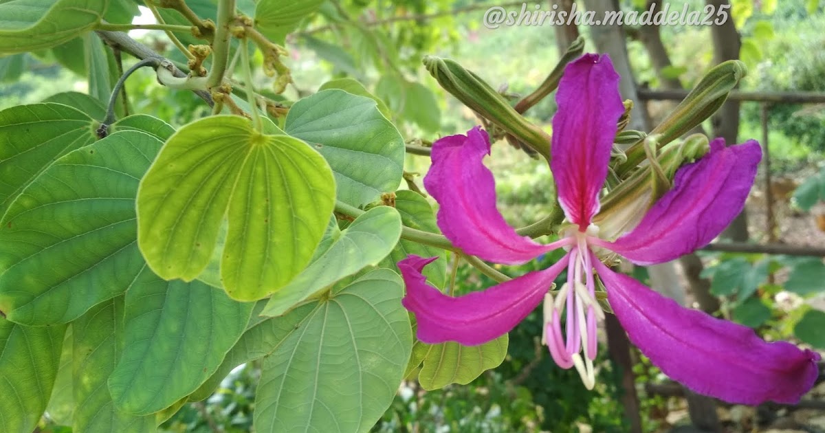 Phanera purpurea - Purple bauhinia