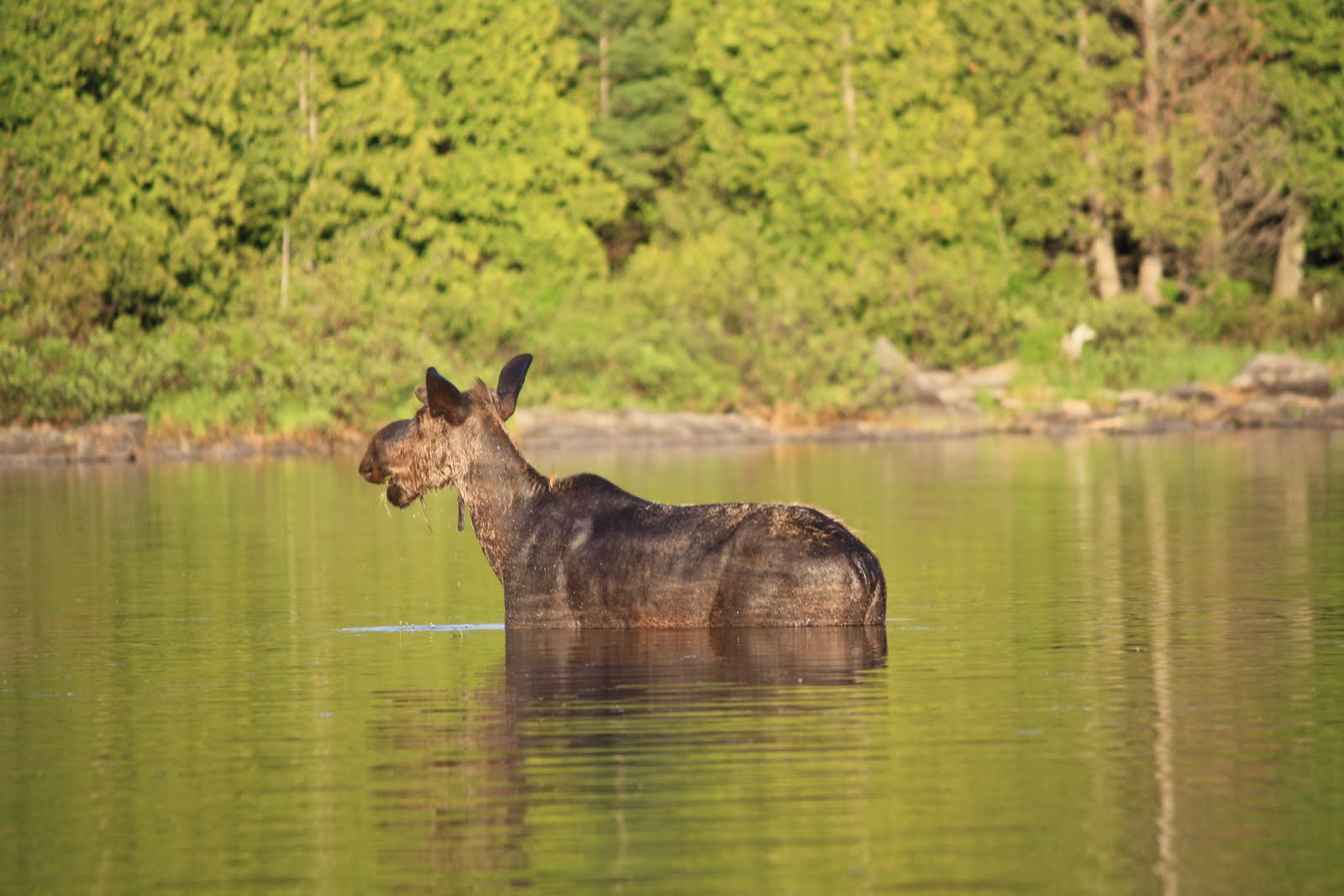 Posted by Maine Moose Tracks at 10:38 AM