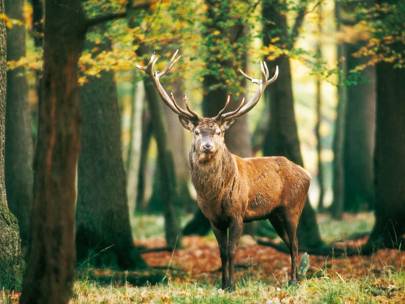 ARKIE SOMETHINK: 12/30/14