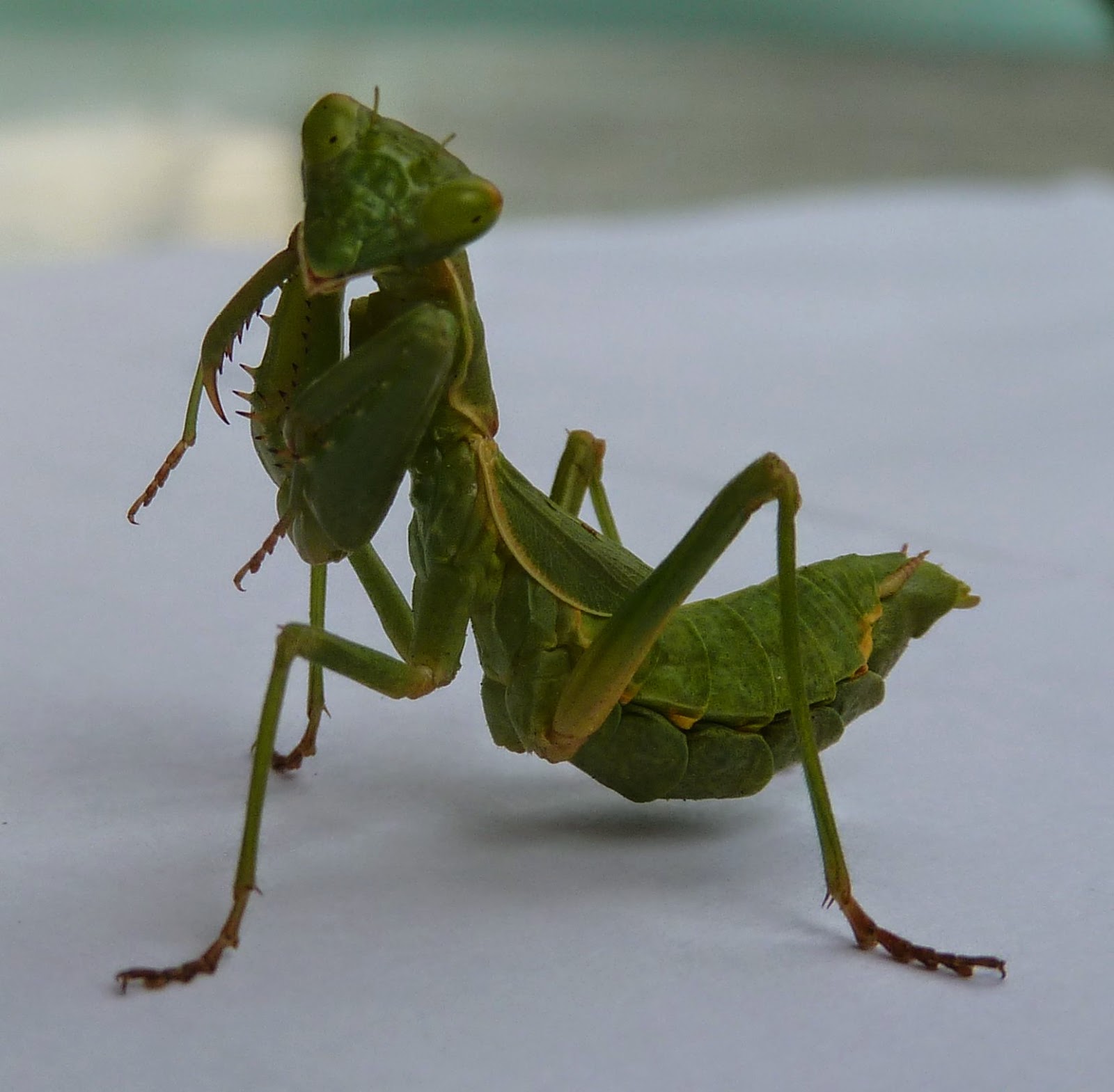 Bichos: Mantis enana europea (Ameles spallanziana)