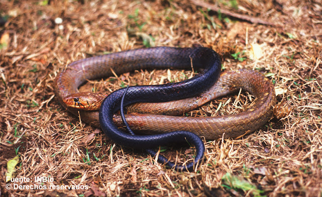 Ofidico: Drymarchon Melanurus