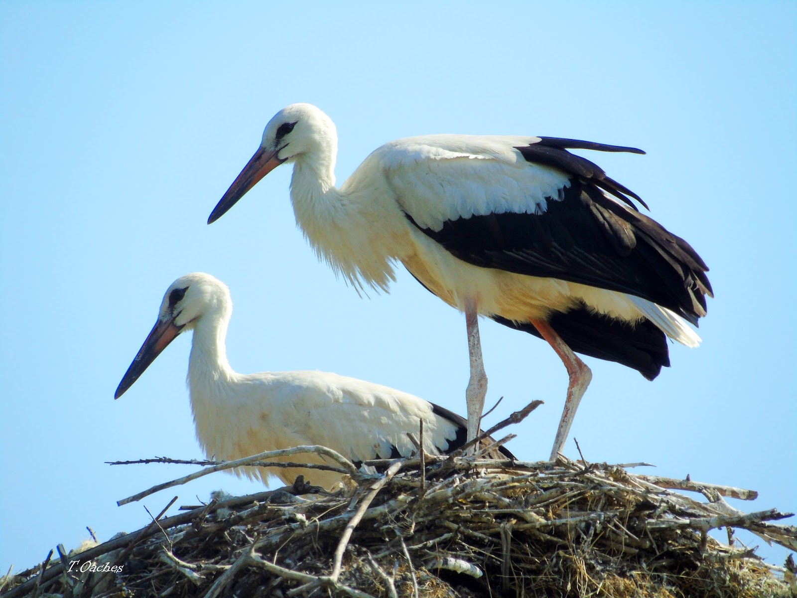 PASARI DIN ROMANIA: BARZA, Ciconia ciconia