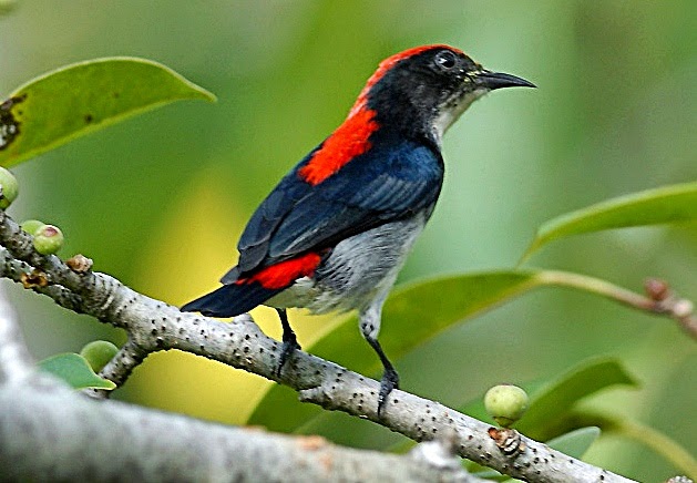Budidaya Burung: Mengenal Burung Ocehan Cabai Jawa