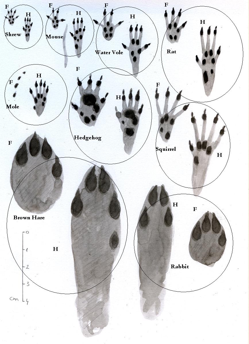 Tracks & Signs: 2013
