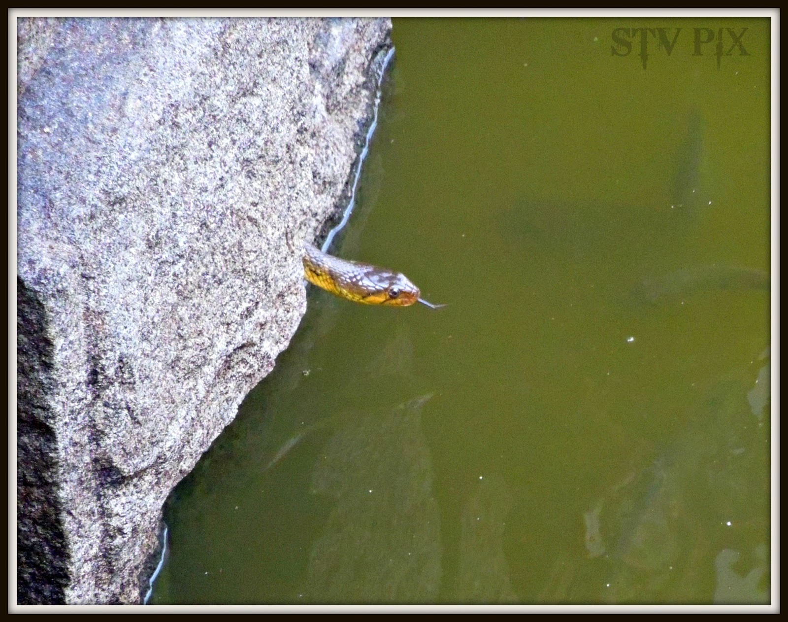 Stv Pix: Neerkoli oru cheriya Pamballa....