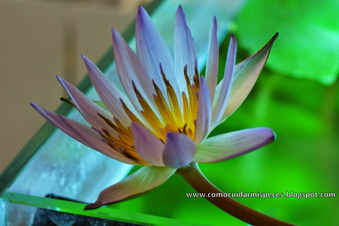 Pon un Nenúfar en tu acuario - Nymphaea Lotus