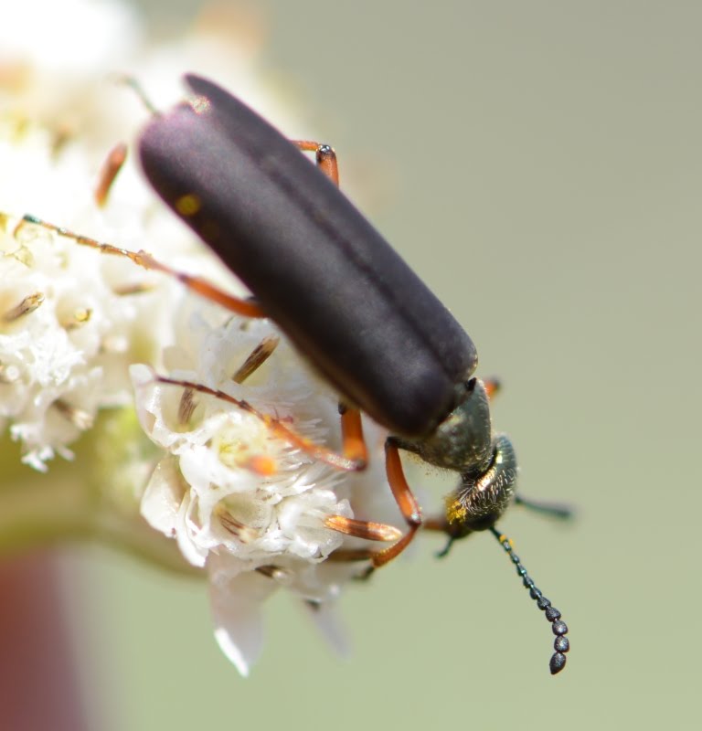 Ohio Birds and Biodiversity: A most handsome blister beetle