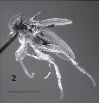 Sciency Thoughts: Two new species of Corpse Fly from Vietnam.