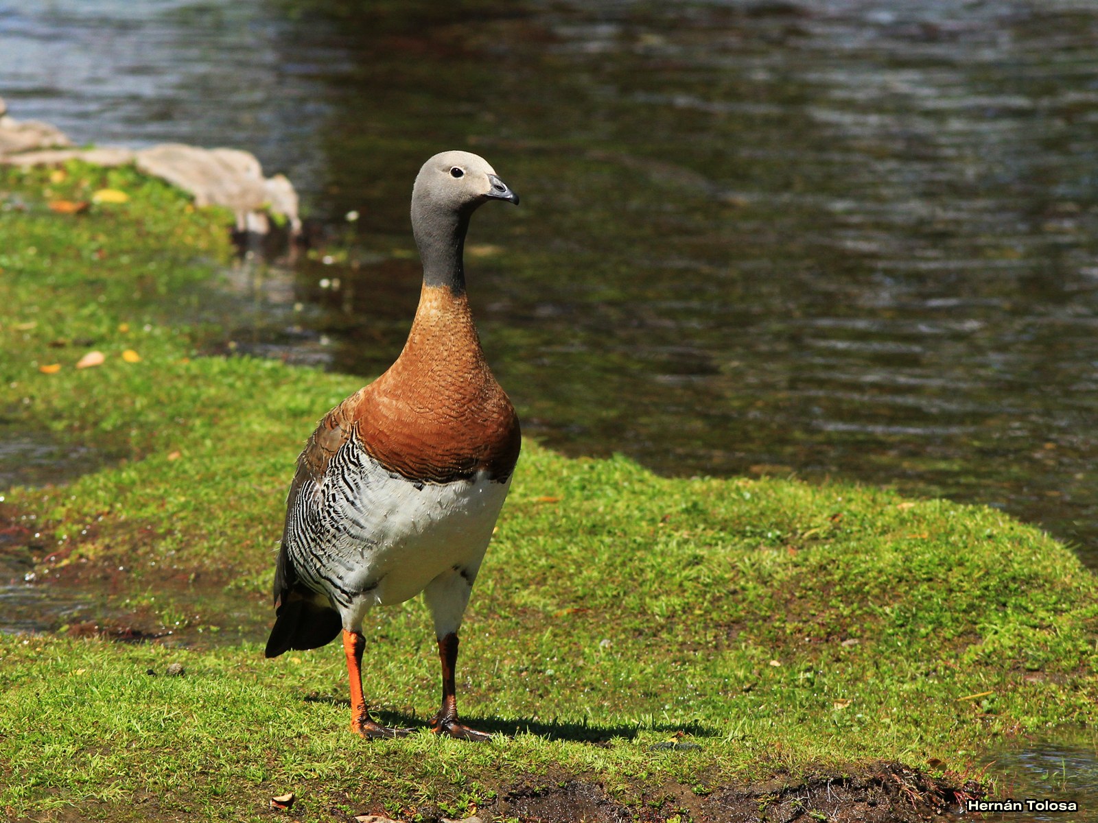 Aves de Argentina: Cauquenes reales en Quila quina