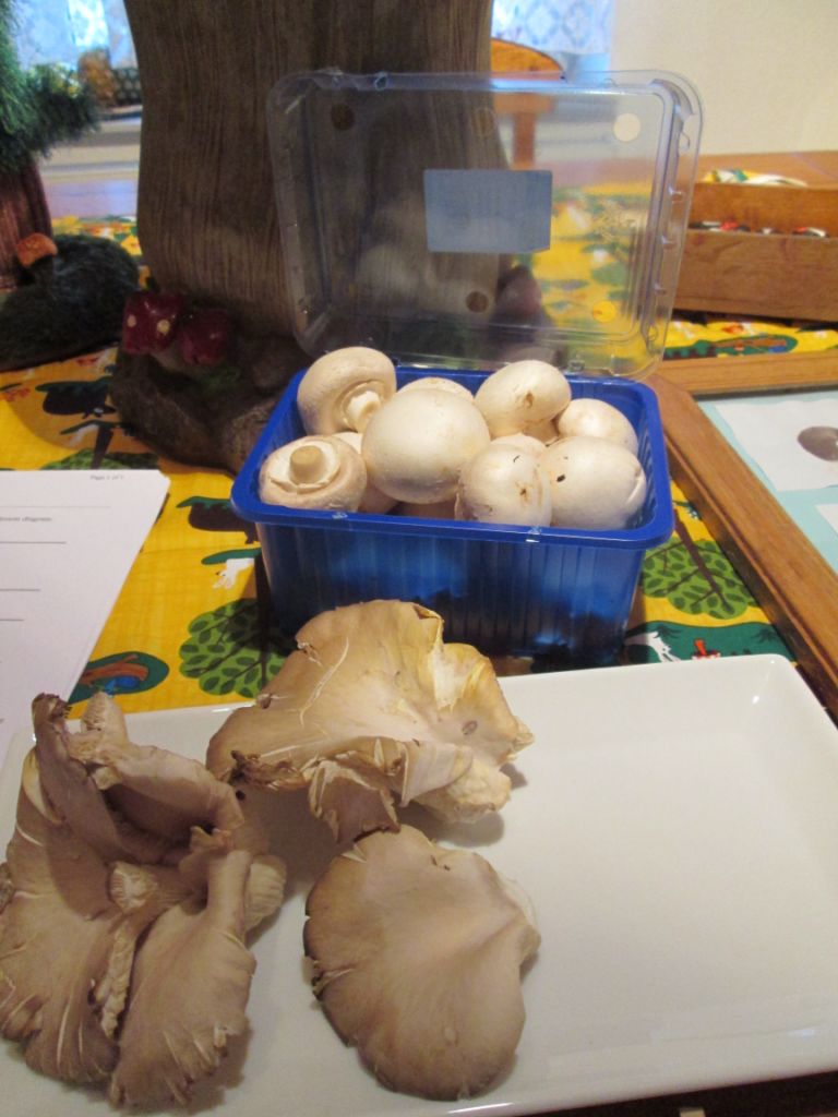 Kinder Days....: Mushroom Unit Study