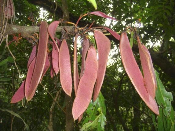 Reforestation and the Medicinal Uses of Trees -Liliana Usvat Research ...