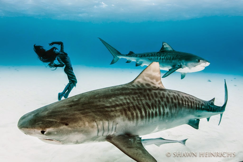 The Best Shark Dive in the World!: Mermaid and Tiger Sharks?