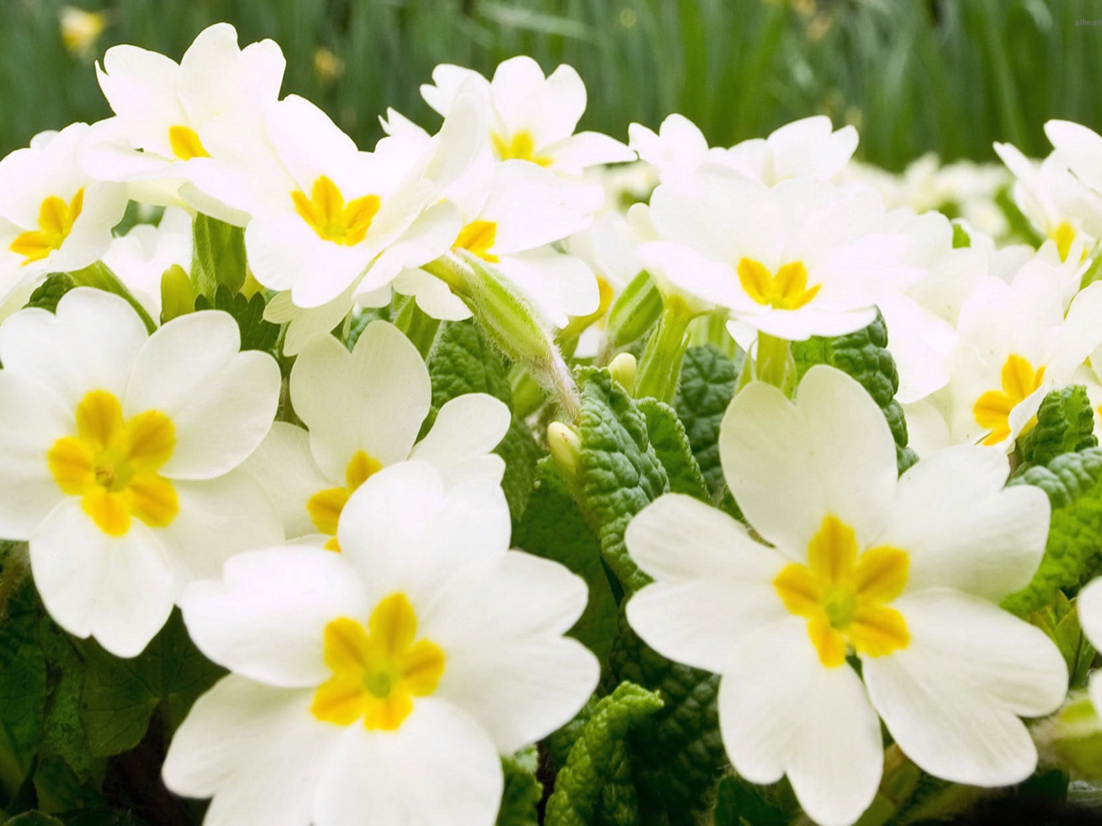 Most Beautiful White Flowers........... ~ Big Collection Spot