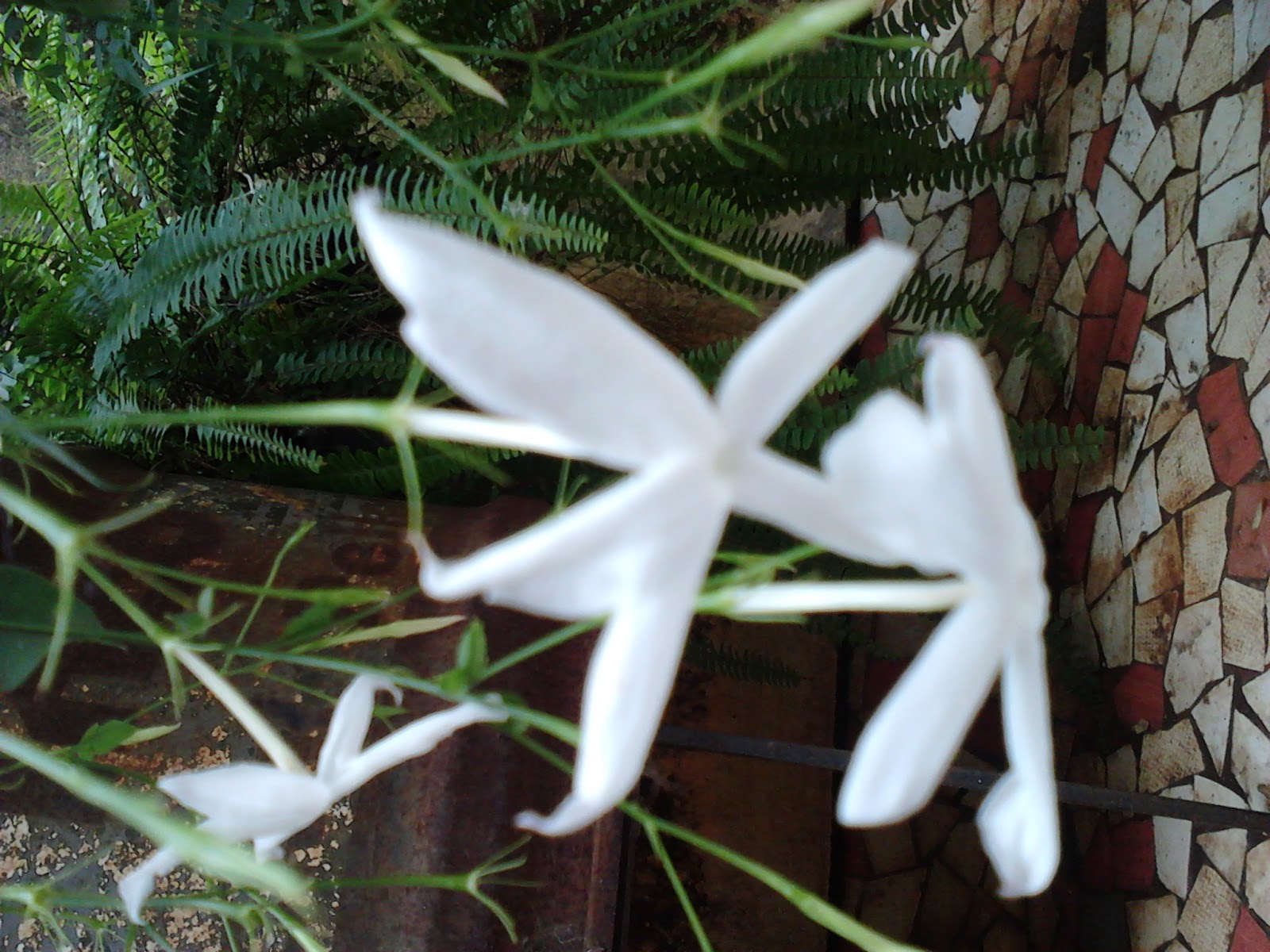 Garden Care Simplified: How to make Chameli Climber Flower Tips Badam ...