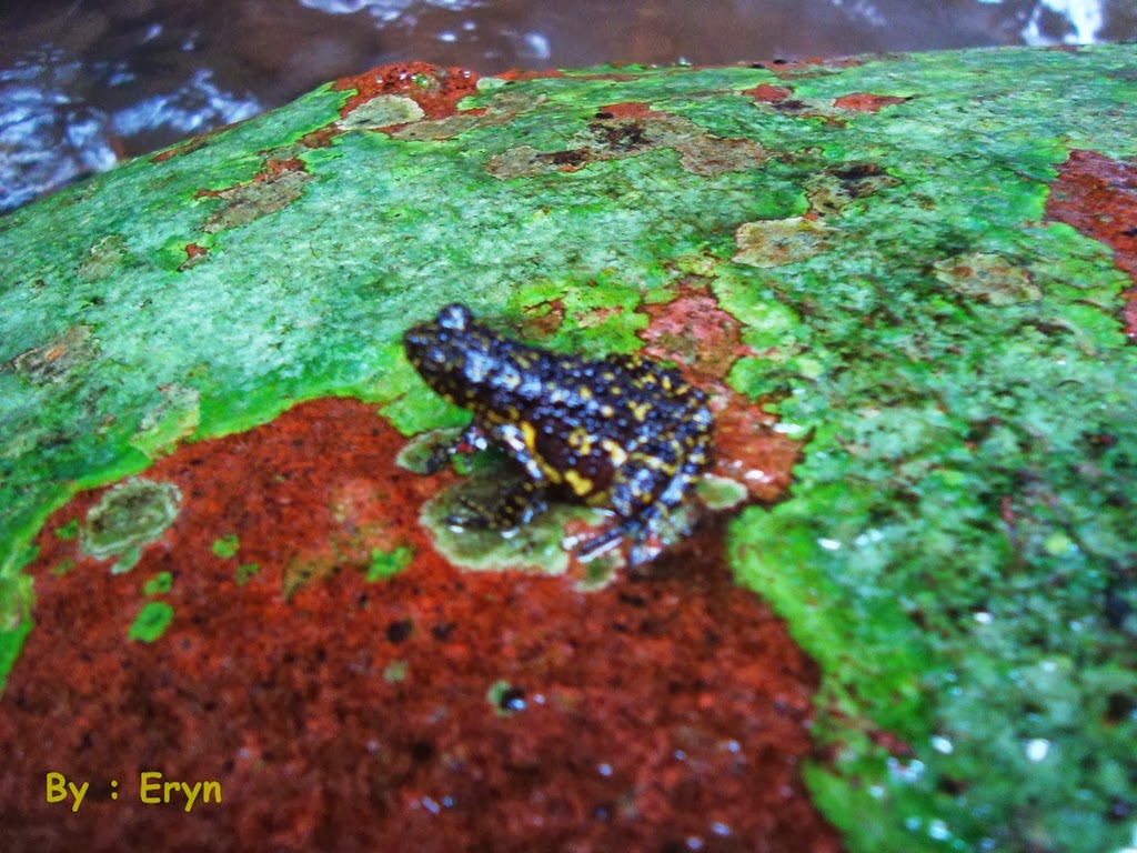 Katak Merah Si Hewan Langka yang Terdapat di Gunung Ciremai