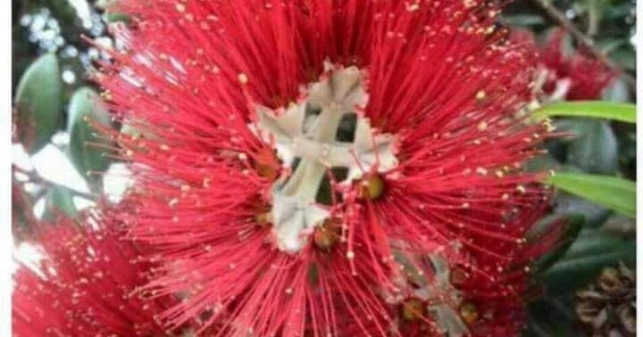 Floare rara, sangele lui ISUS pe cruce.