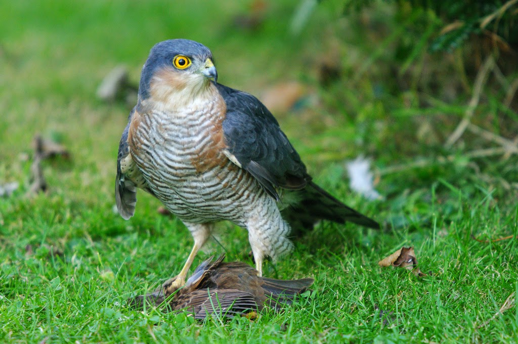 Species of UK: Week 53: Sparrowhawk ('Accipiter nisus')