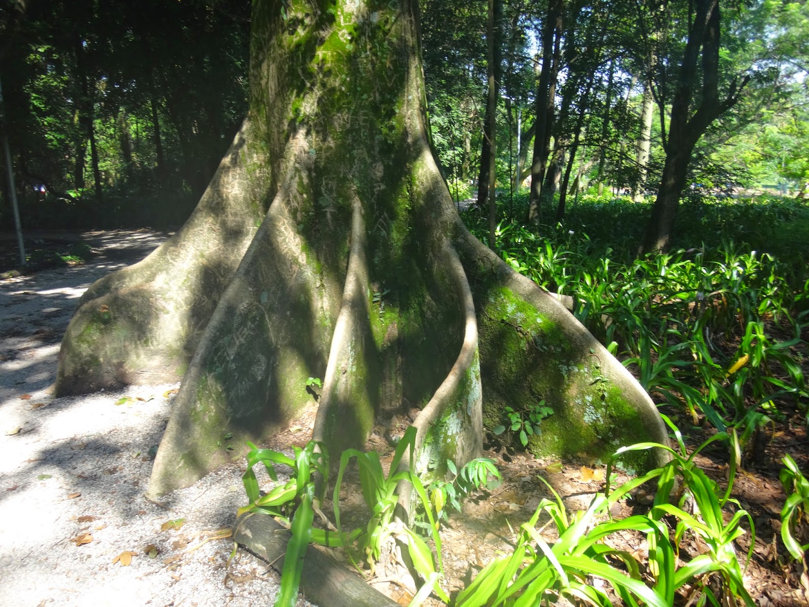 Uma flor por dia: Chichá