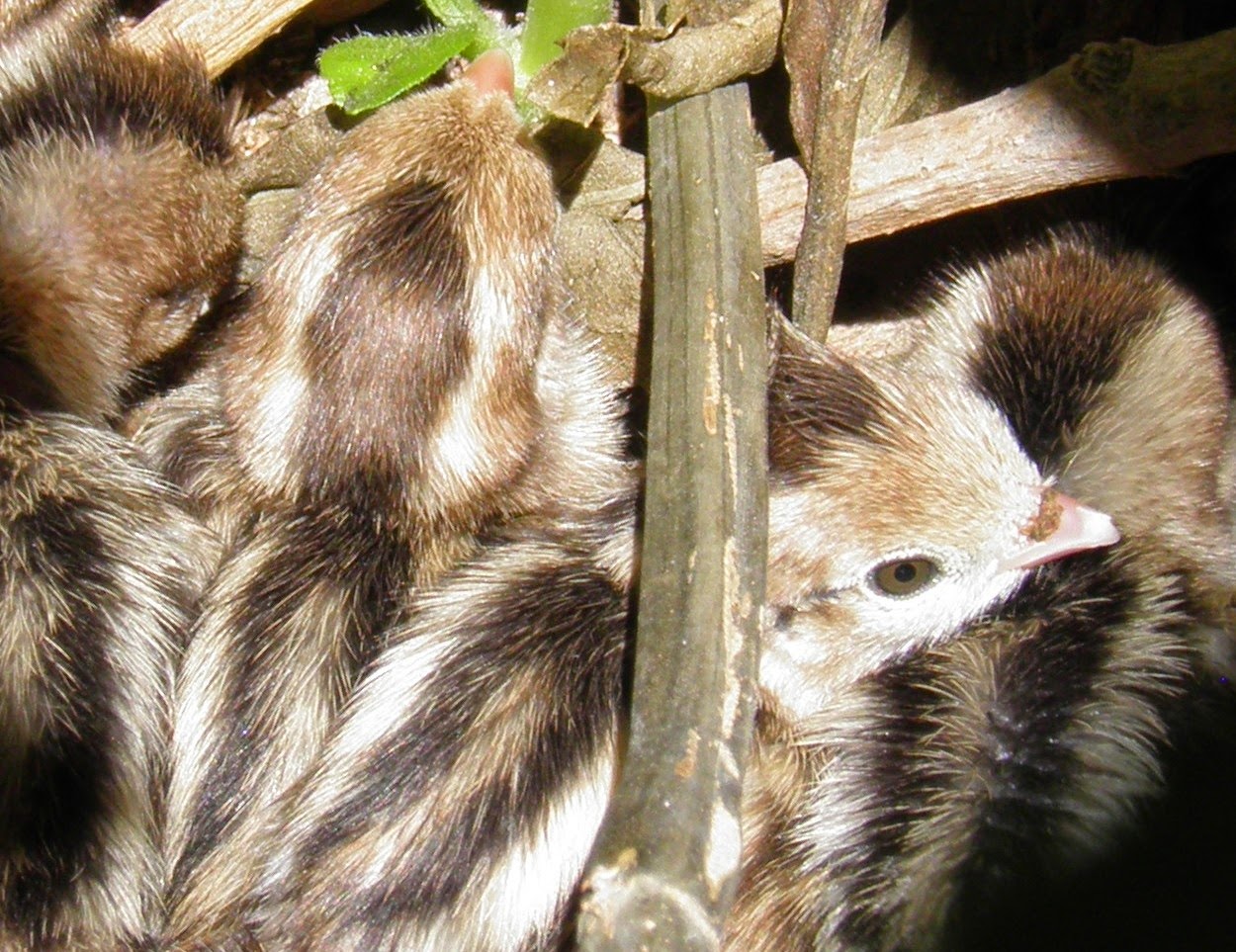 Arizona: Beetles, Bugs, Birds and more: The first Gambel's Quail chicks ...