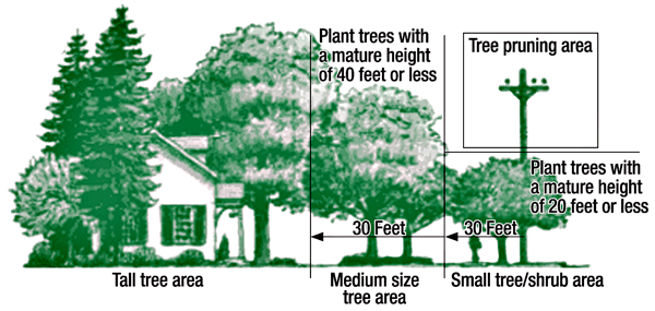 EagleSpeak: Disaster Prep Wednesday: Beware of Trees!