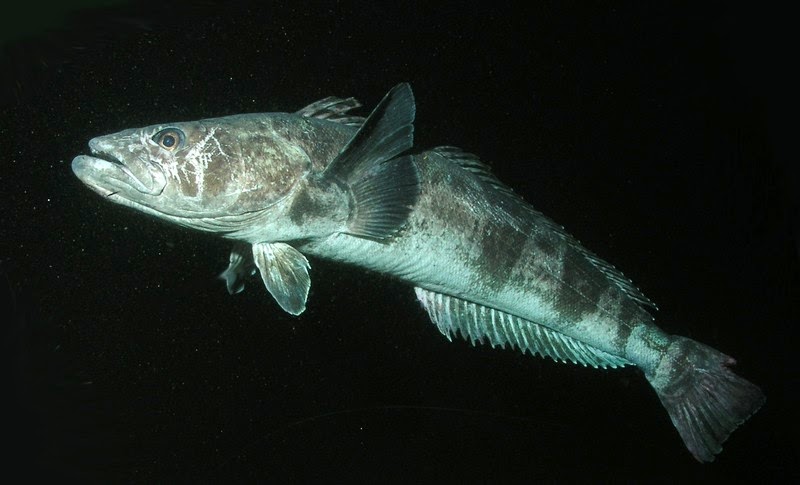 Antarctic Toothfish