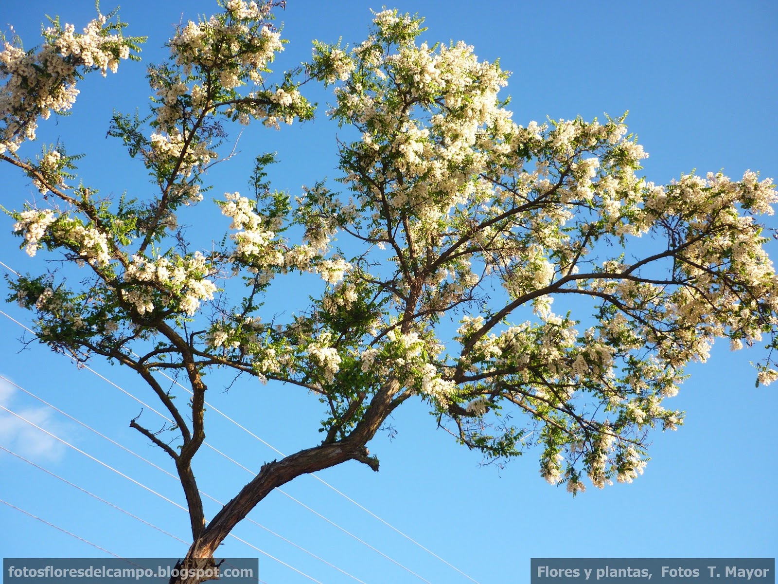 Flores y plantas silvestres: " Robinia pseudoacacia ".Robinia, Falsa ...