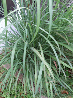 Ilmu & Pelajaran: Grass (Rumput)