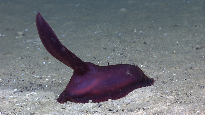 Purple Sea Cucumber