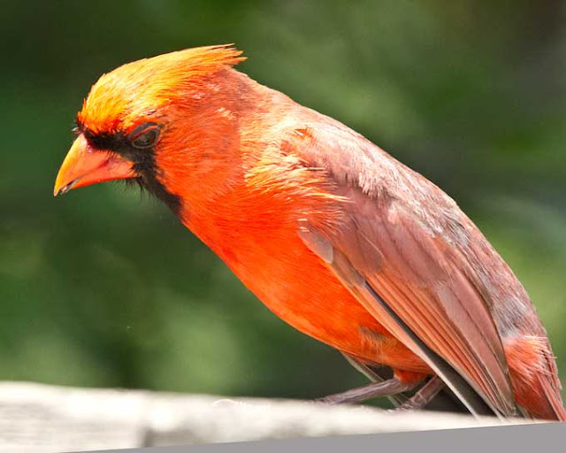 East Gwillimbury CameraGirl: Cardinal/World Bird