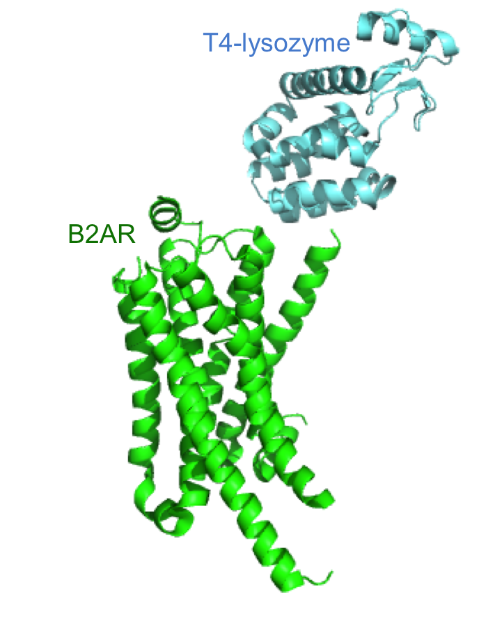 Crystal Structure of the Beta-2 Adrenergic Receptor-Gs Protein Complex ...