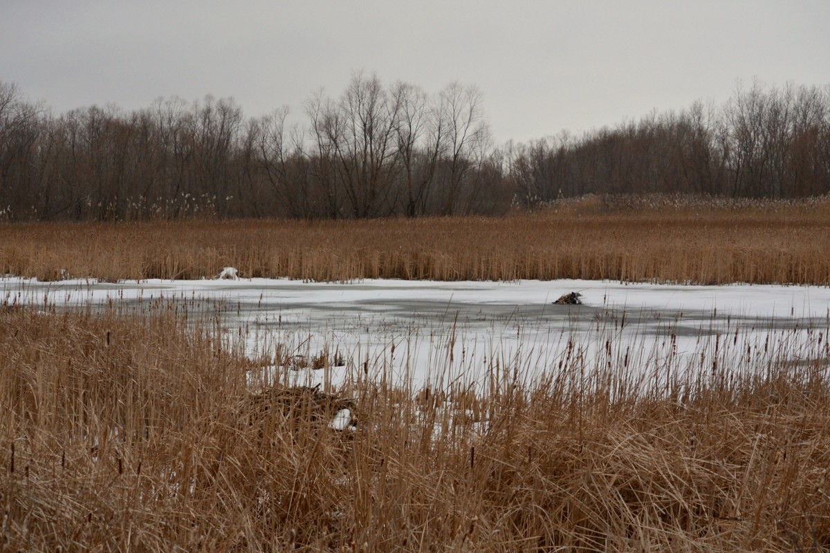 Woods Walks and Wildlife: Mammals at a Winter Marsh
