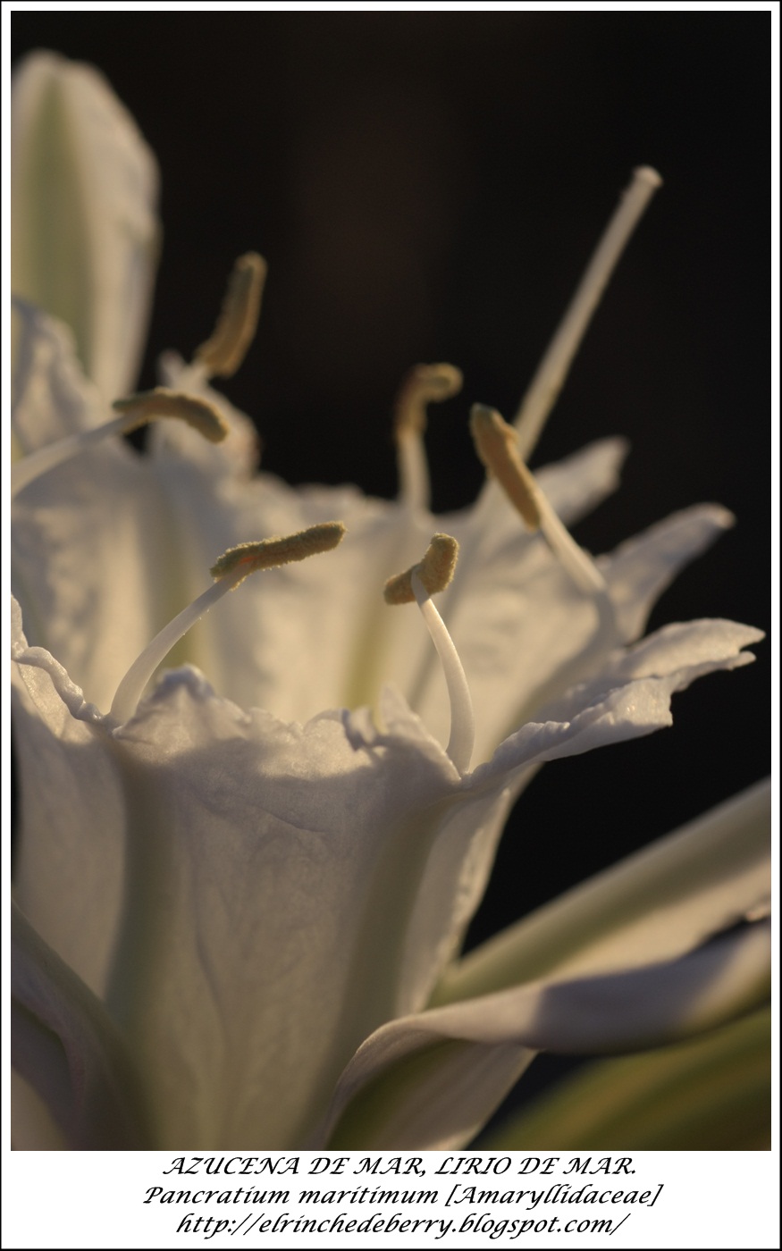 El Rinche de Berry : Macros