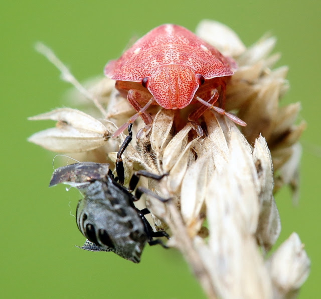 JJ's Photographic nature blog: Featuring a red squirrel and a 7ft ...