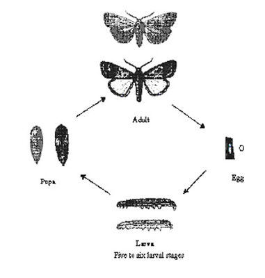 kopi-n-pes: Ulat ratus
