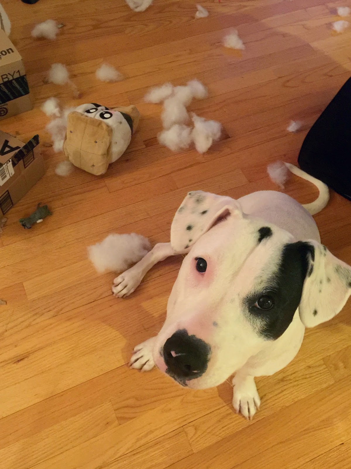 Leaps and Bounds S'More Stuffy Dog Toy Review | Meadow and Her Kitties ...